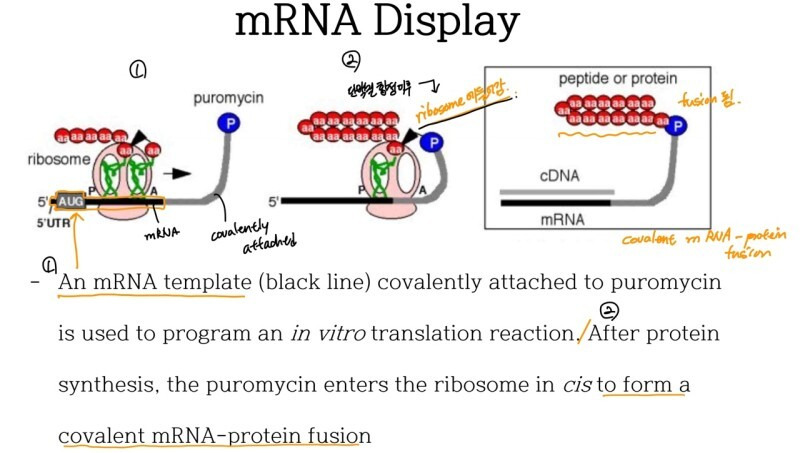 단백질 공학 Cell-free display systems for protein engineering (2)