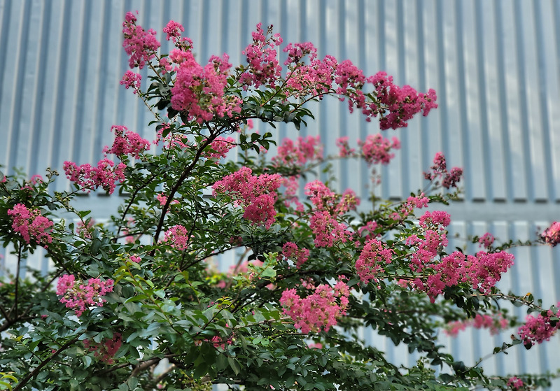 [NIJD Photo] 배롱나무꽃