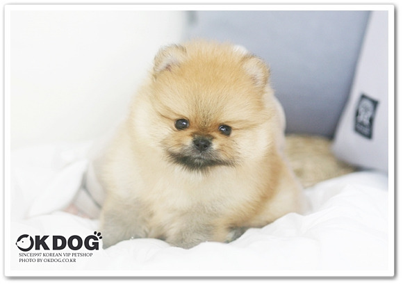 강아지키우기 고객이추천하는 오케이독과 함께 시작하세요.