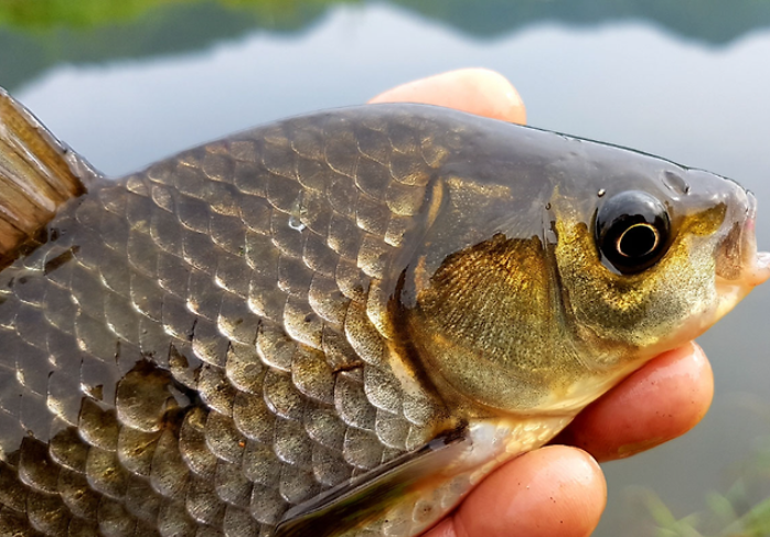"이 음식, 날로 먹으면 간암 걸립니다! 50대 특히 주의하세요"
