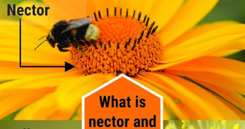 넥타(Nectar)의 의미, 유래, 어원