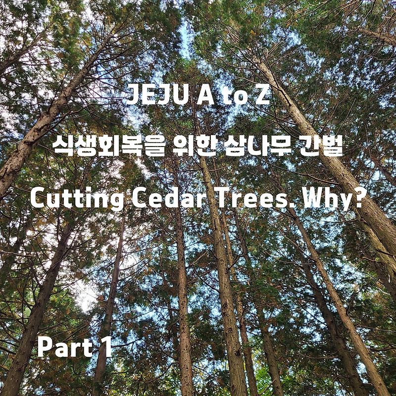 jeju a to z 삼나무 간벌 이유 1부