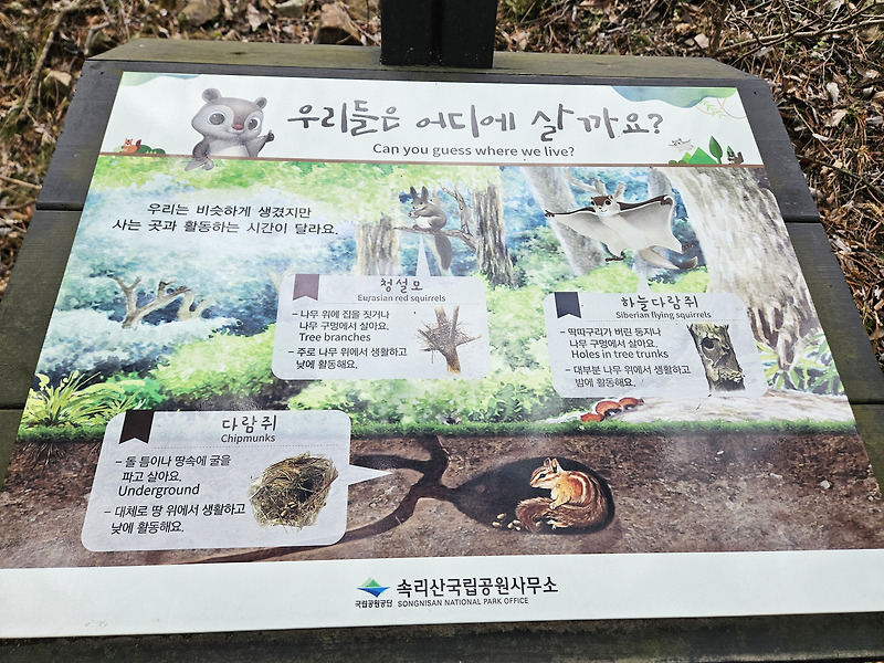 다람쥐 청설모 하늘다람쥐 차이 알아보기! 우린 비슷하지만 달라요.