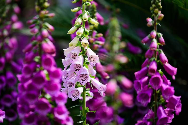 디기탈리스 (digitalis),놀라운 약용 식물에 대한 포괄적인 탐구