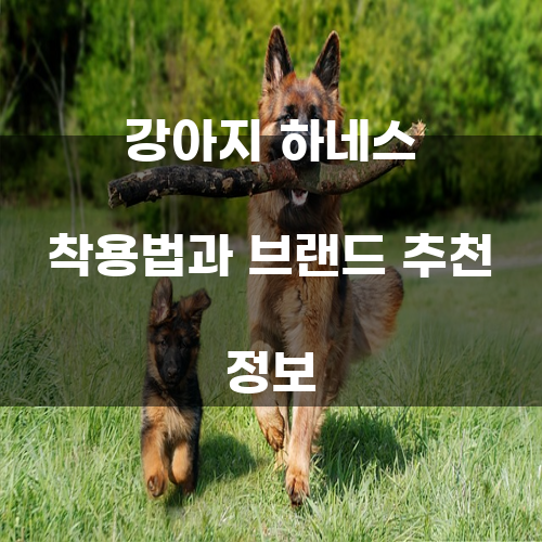 강아지 하네스 착용법과 브랜드 추천 정보