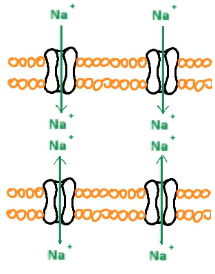 생명과학 1 :: Mnemonic