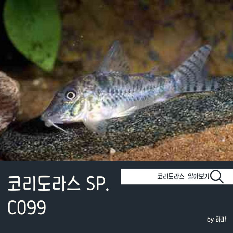 코리도라스 C099 Corydoras C099