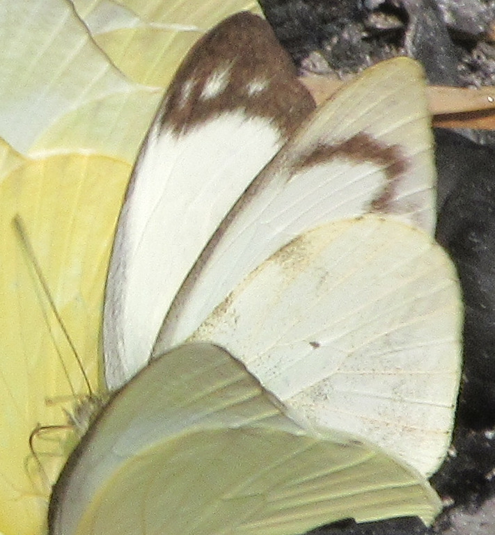 Appias indra (흰나비과 Family Pieridae)
