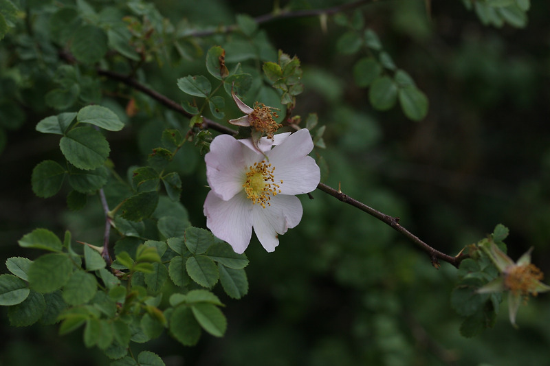 Rosa webbiana var. microphylla(20120622)