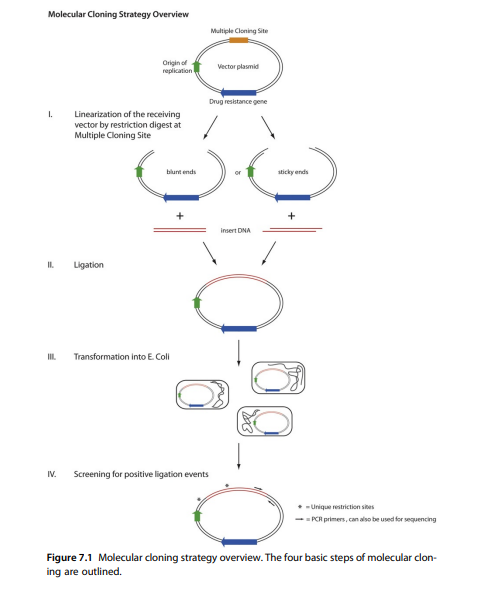 Molecular Cloning - 1. THEORY