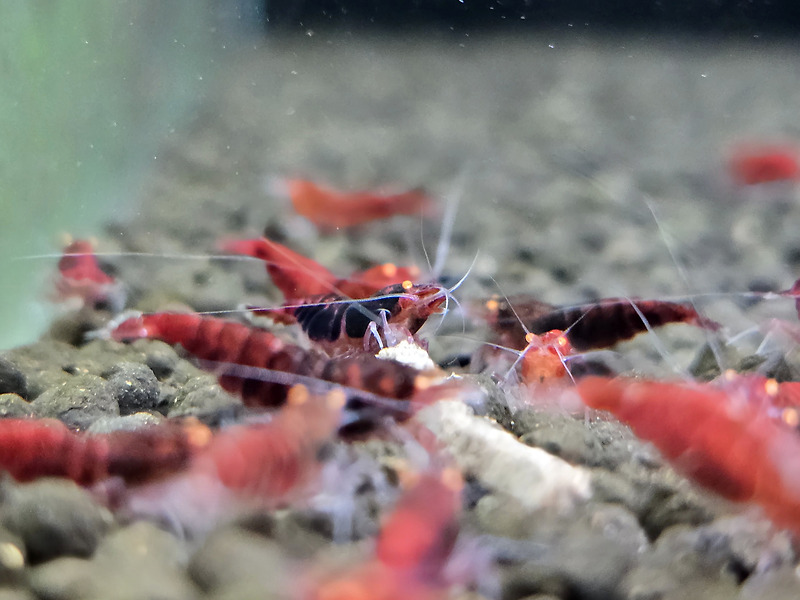 Raising Red Diamond ShrimpㅣOrange Eye