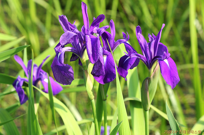 제비붓꽃 Iris laevigata