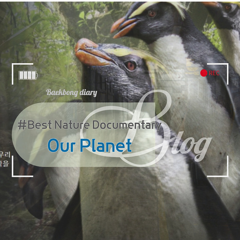 Why Our Planet (2019) is the Best Nature Documentary on Netflix
