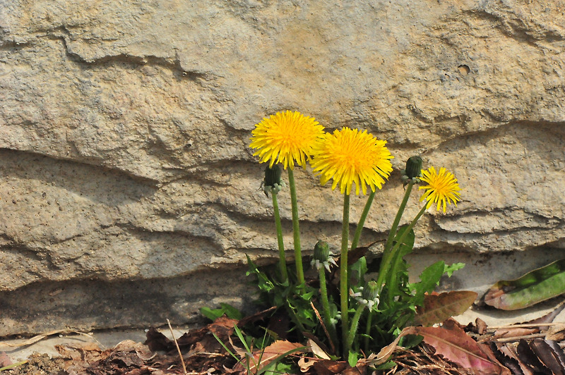 서양민들레 Broad lobe dandelion, Bitterwort, Chicoria
