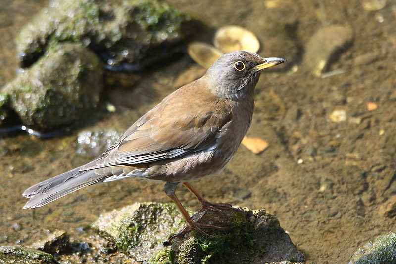 흰배지빠귀 [Pale Thrush]