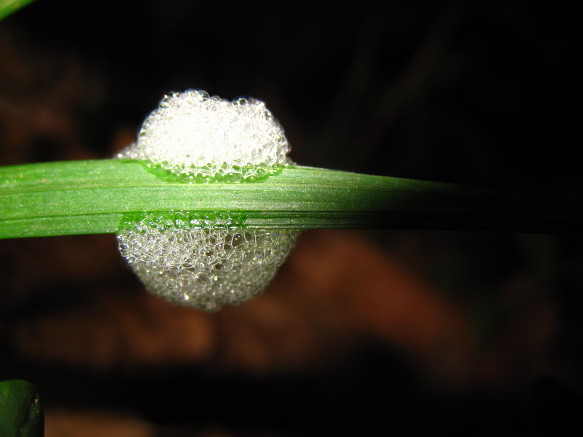 각시붓꽃과 함께 Iris rossii