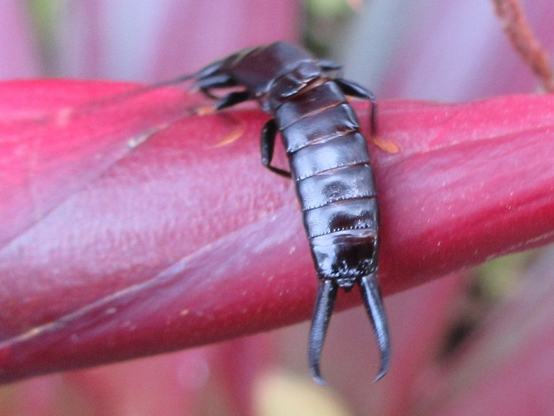 Chelisoches morio (Family Chelisochidae)