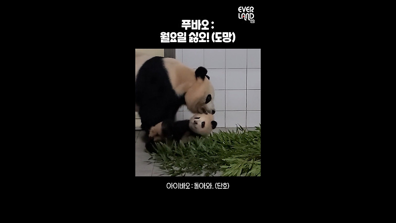 [아기판다 푸바오 짤방] 푸바오 귀여움이 월요일을 이긴다.gif│#힐링푸데이 #Panda #Fubao #Aibao