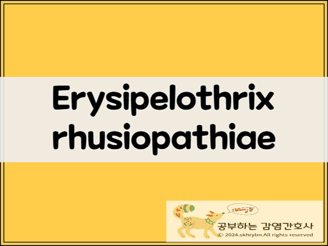 미 생물학_Erysipelothrix rhusiopathiae, 인수 감염