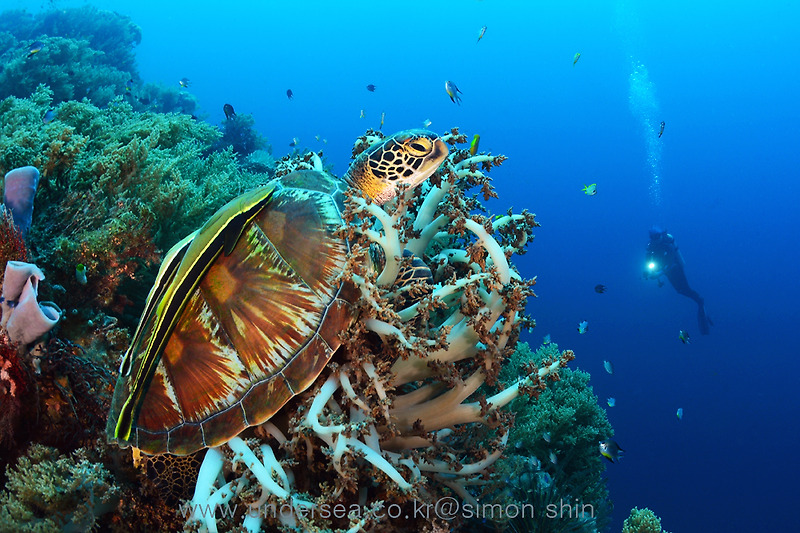 Turtle in Bohol, Philippines