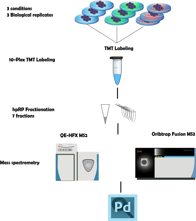 Large-scale TMT 정량분석에 있어서 MS2와 MS3 분석법 비교