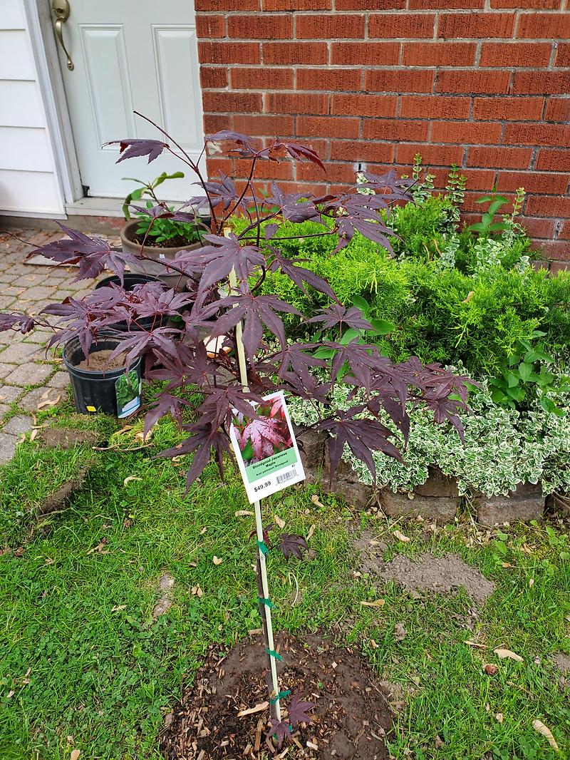 Bloodgood Japanese Maple tree