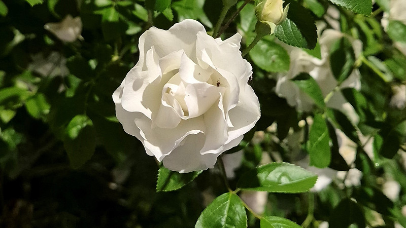 백장미 White rose’, symbol of Germany’s Nazi resistance movement