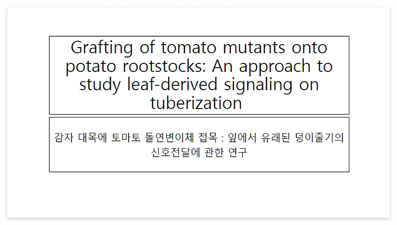 Grafting of tomato mutants onto potato rootstocks