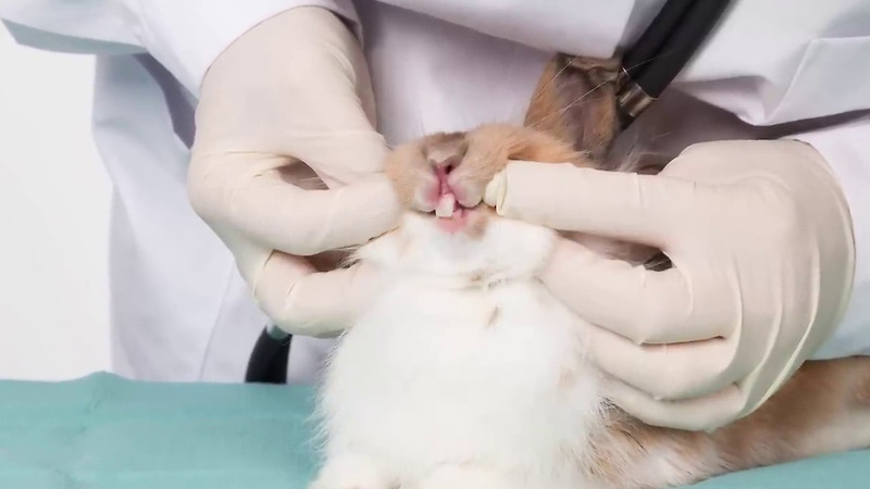 Why Does My Rabbit Bite Me? (And How to Stop it!)