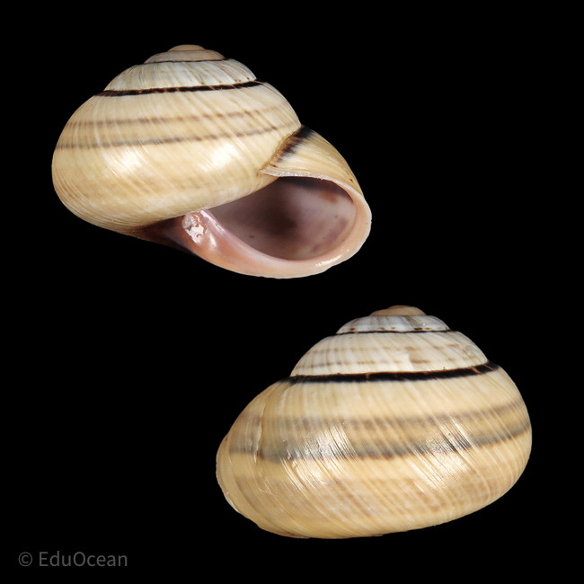 Coryda alauda alauda