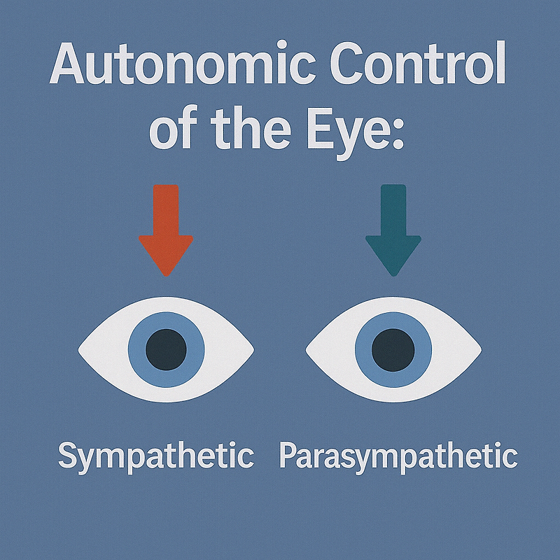 Relationship between the autonomic nervous system (sympathetic and ...