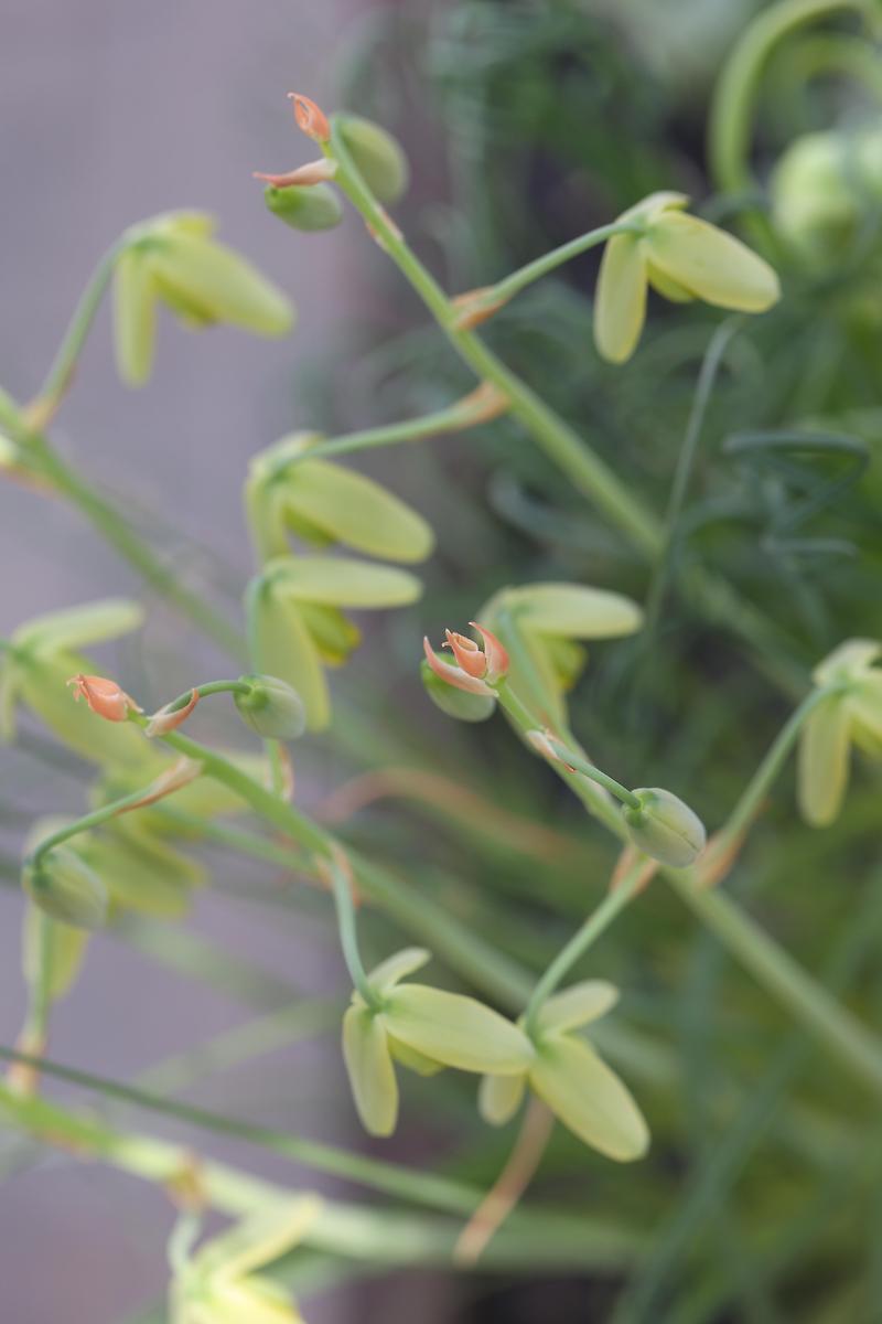 알부카 스피랄리스 Albuca spiralis :: 시사랑꽃사랑