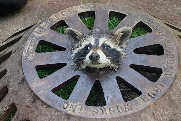 [dreamhack] simple_sqli 라업