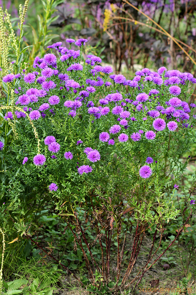 숙근아스터(겹우선국) Symphyotrichum novi-belgii(Aster novibelgii)