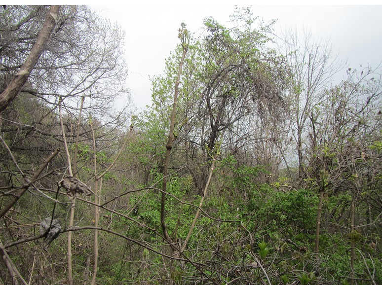 참두릅 까시두릅 군락지 공개비 받습니다.