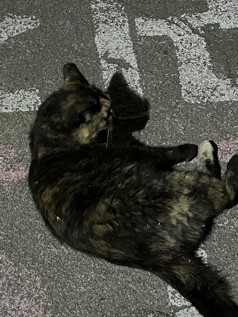 [JAVA] equalsIgnoreCase( ) 를 사용하는 이유