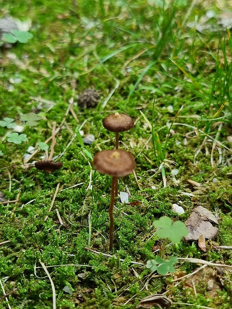 흰꼭지땀버섯(20240712)