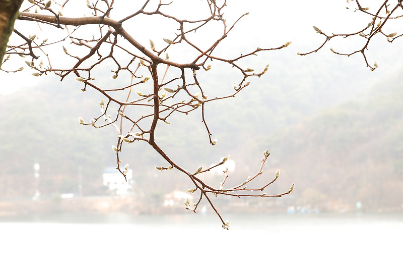 목련
