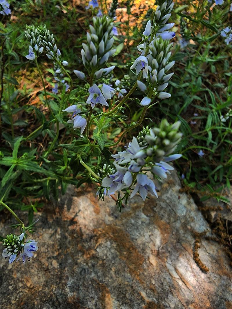 Veronica prostrata (누운방패꽃) (2)