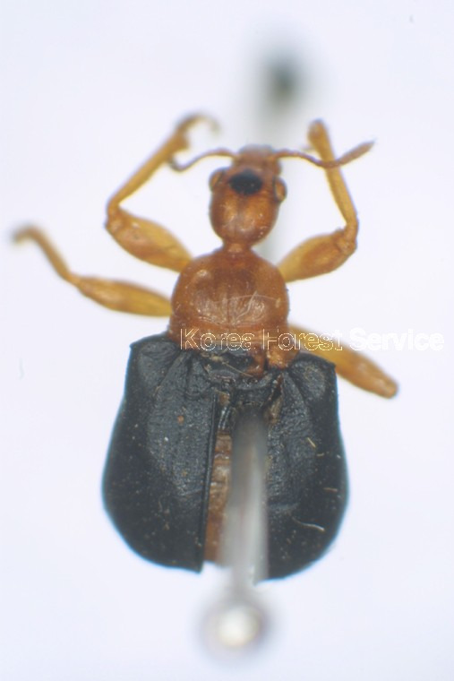 [곤충도감] 등빨간거위벌레