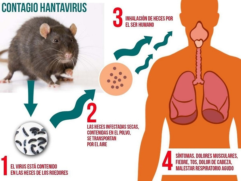 한타바이러스(Hantavirus)