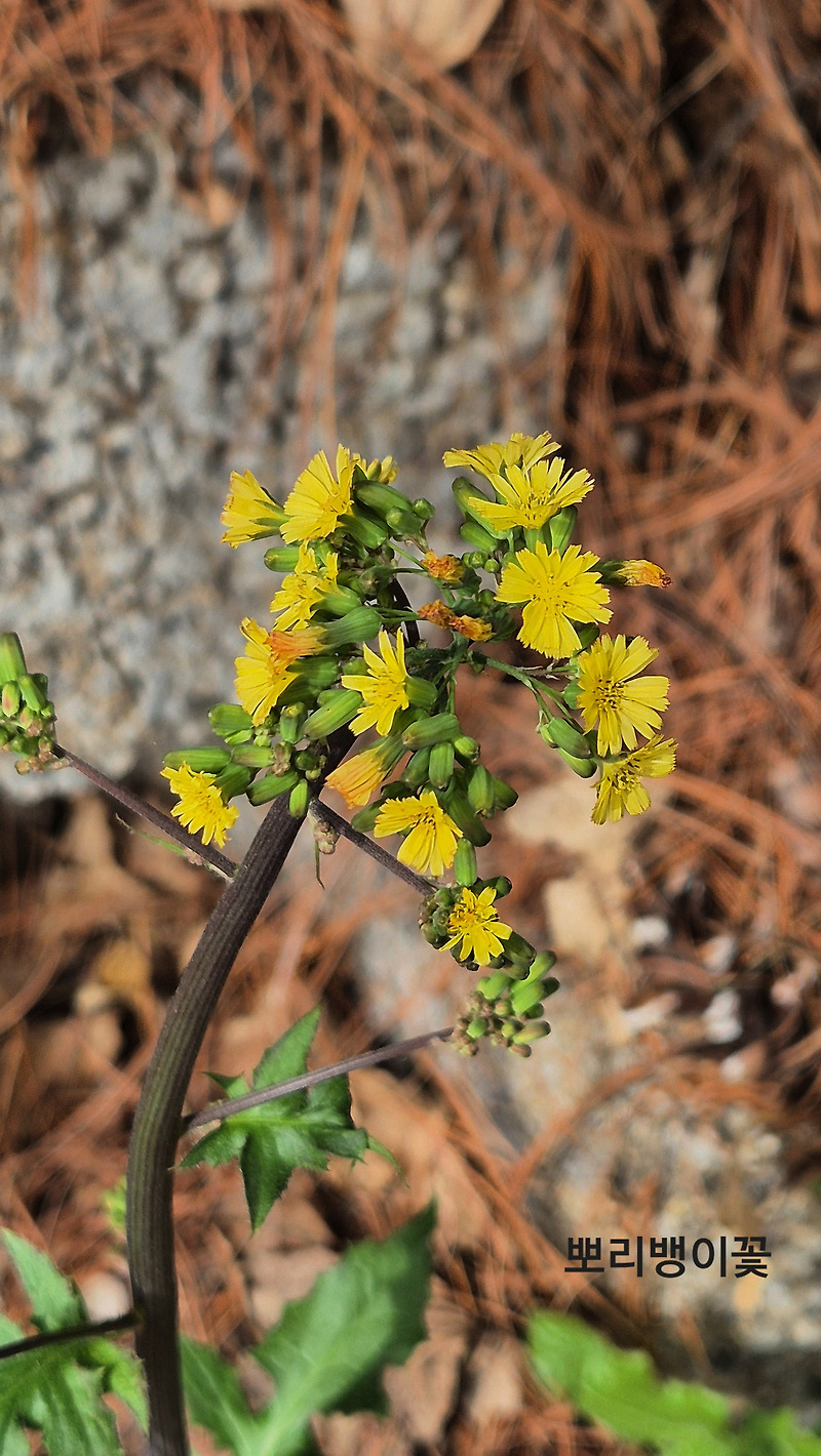 탄천 들꽃 20250417