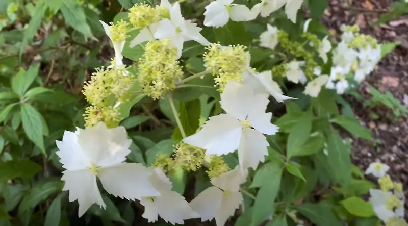 Hydrangea angustipetala Golden Crane :: 닥마들