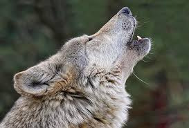 Animal Communication: Unveiling the Secrets of How Animals Talk
