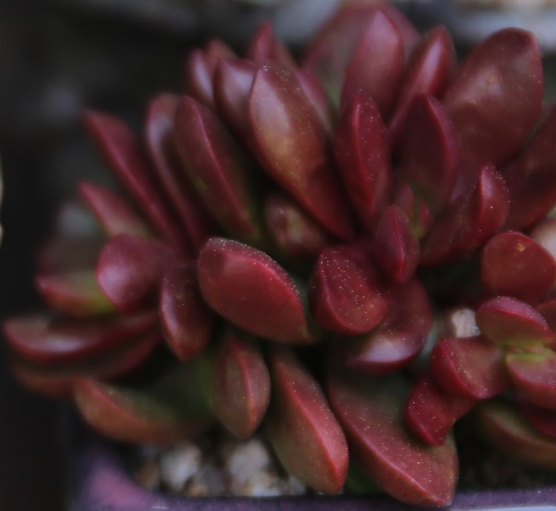 Echeveria hybrid, Red Knight, deep hot red, btwn blood Rubin and red ...