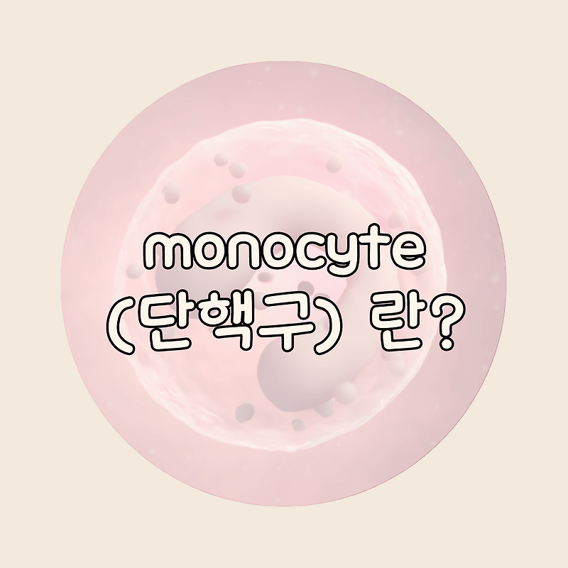 단핵구 monocyte 란? 수치가 높으면 낮으면 정상수치 유지하는 방법