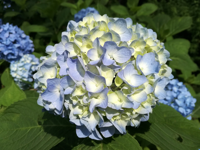 일본, 아베 정권의 재활용과 돌려막기 기시다 내각