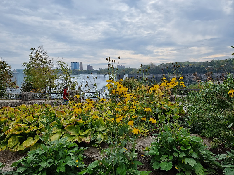 삼잎국화(20211006)