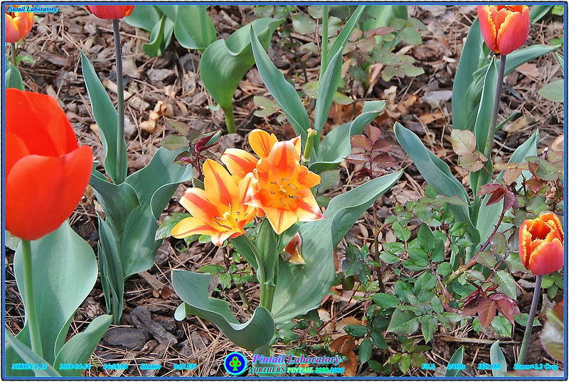 튤립 컴퍼스텔라