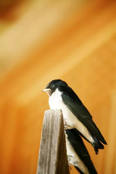 제비 꿈 해몽 해석 39가지 총 정리(제비집, 새끼 제비, 제비 집에 많이 있는 꿈)